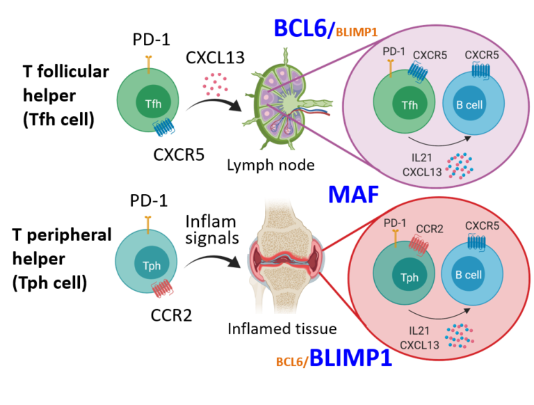 RESEARCH – Rao Lab
